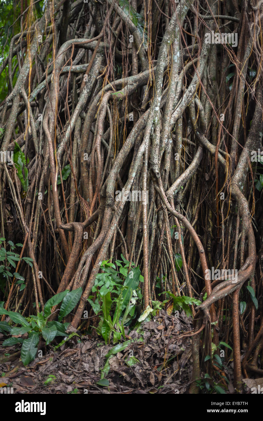 Unique root system hi-res stock photography and images - Alamy