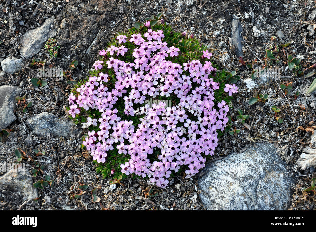 Norway, Svalbard islands, Spitsbergen island, flora Stock Photo - Alamy