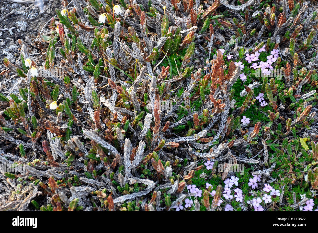 Norway, Svalbard islands, Spitsbergen island, flora Stock Photo - Alamy