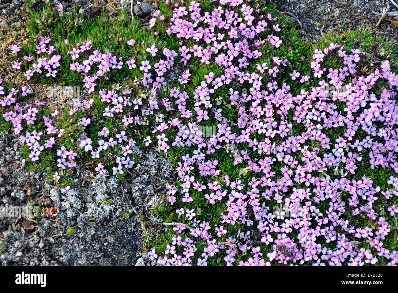 Norway, Svalbard islands, Spitsbergen island, flora Stock Photo - Alamy