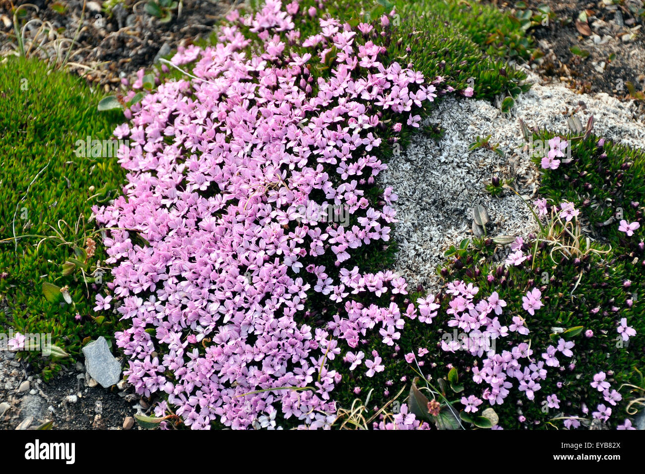 Norway, Svalbard islands, Spitsbergen island, flowers Stock Photo - Alamy