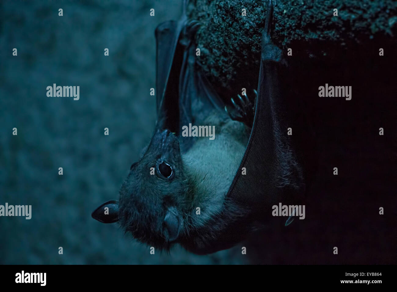 Cave dark hi-res stock photography and images - Alamy