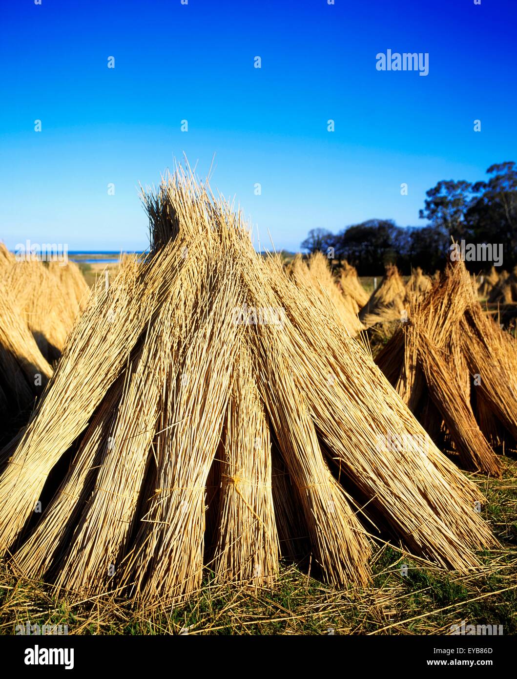 Reeds for thatching hi-res stock photography and images - Alamy