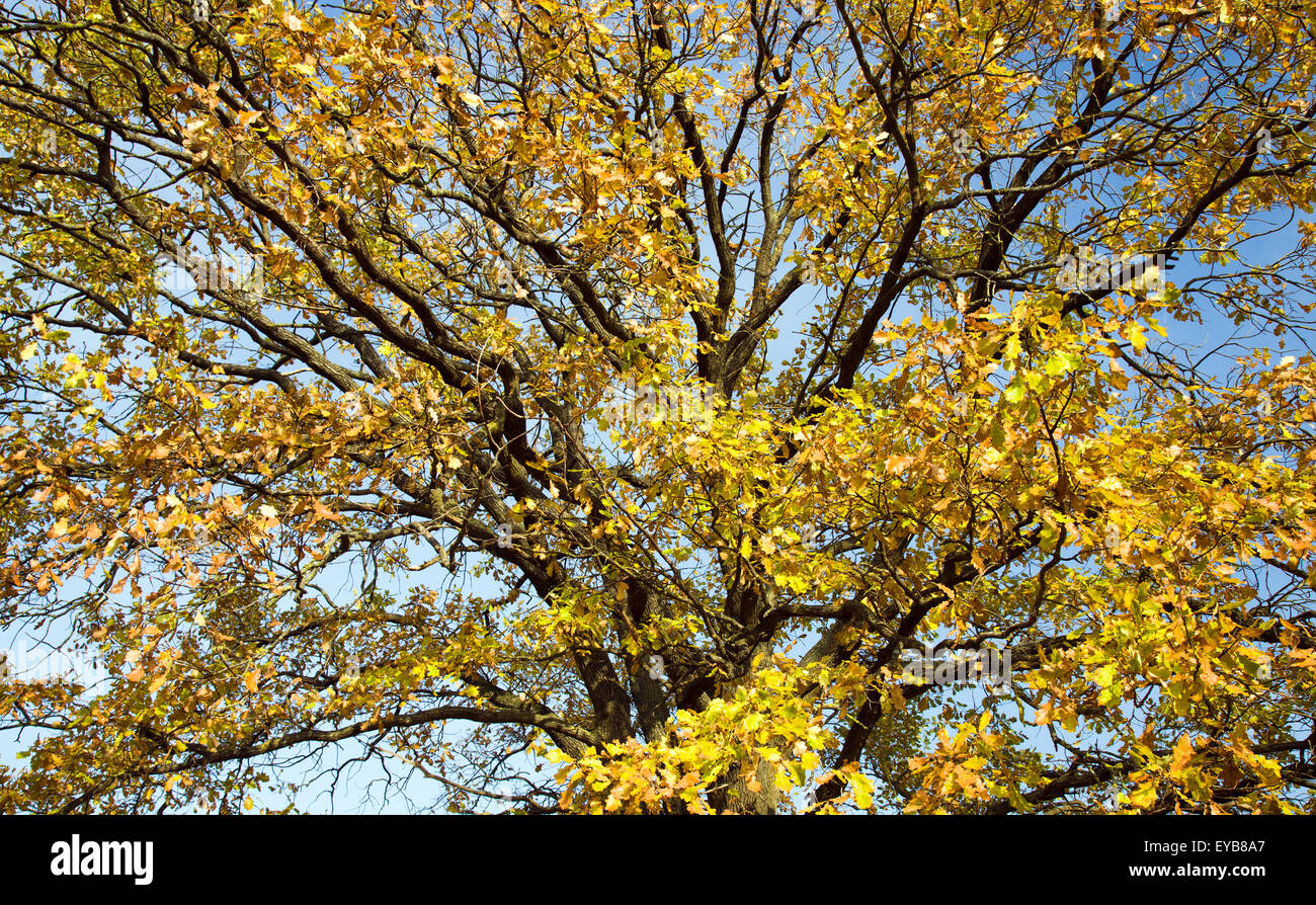 trees in autumn Stock Photo - Alamy