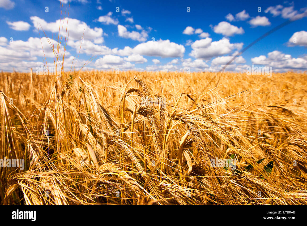 Mature growth grain field hi-res stock photography and images - Alamy
