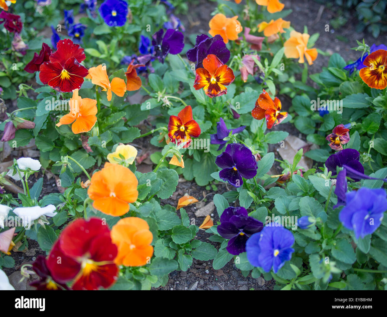 Blue pansie hi-res stock photography and images - Alamy