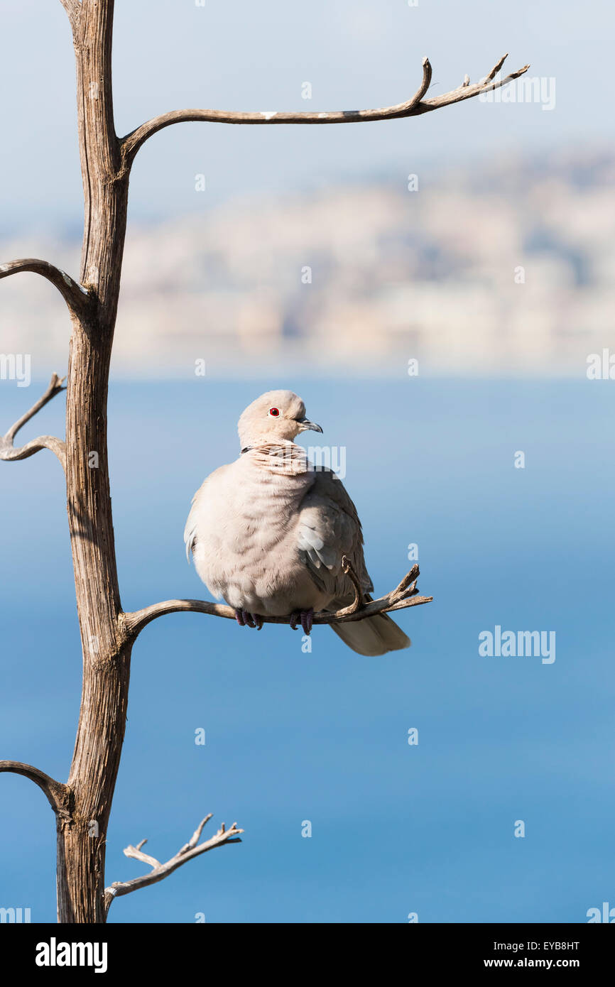 Eurasian Collared Dove Stock Photo - Alamy