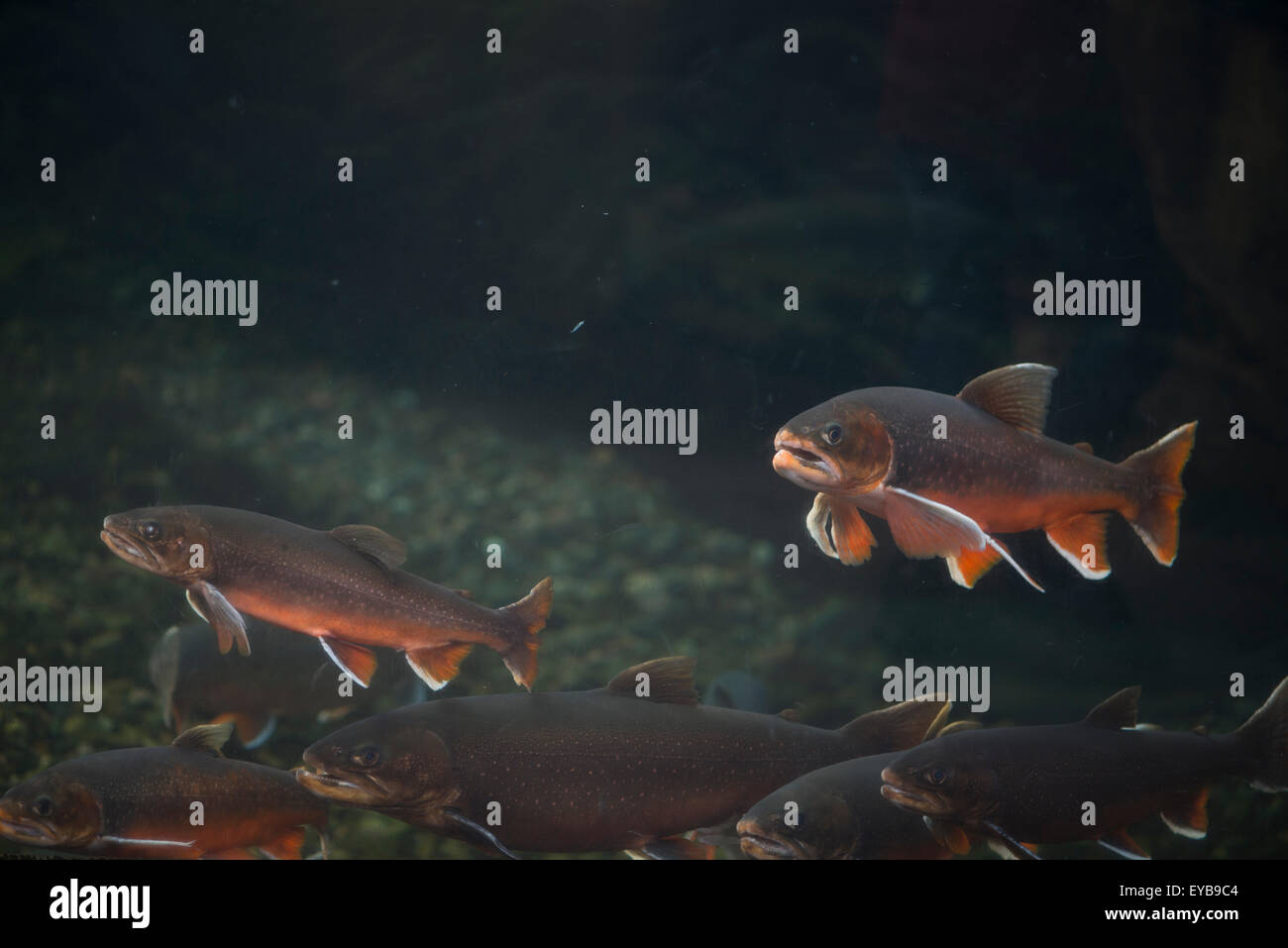Salvelinus is a genus of salmonid fish often called char or charr; some ...