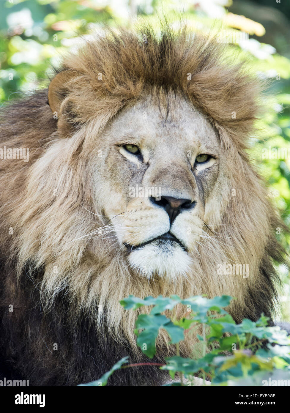 Portrait of a male lion Stock Photo - Alamy