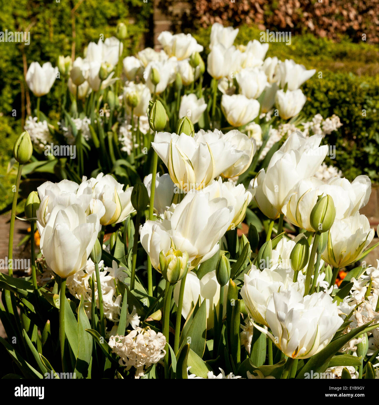 Row of tulips hi-res stock photography and images - Alamy