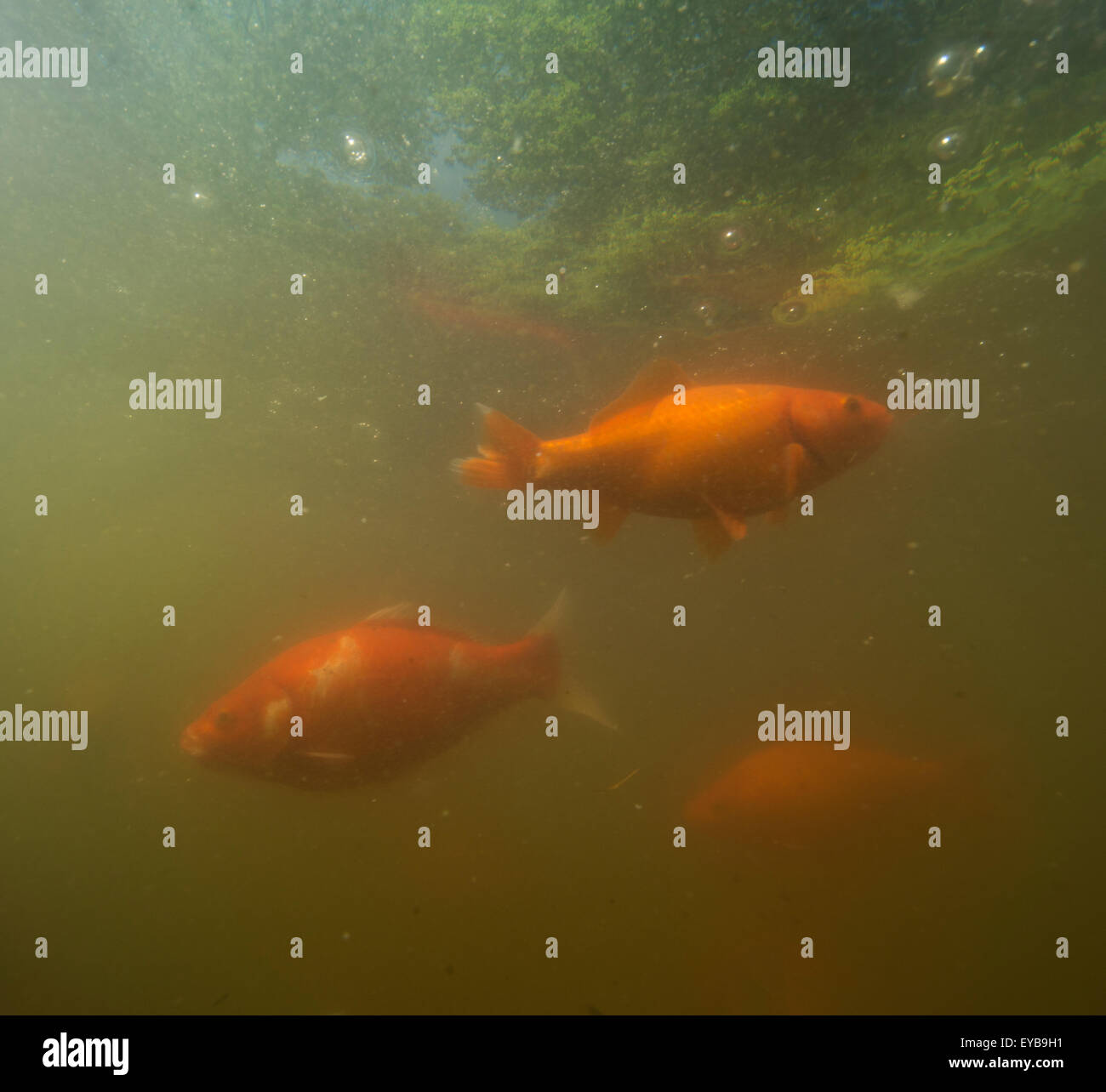 Prussian carp hi-res stock photography and images - Alamy