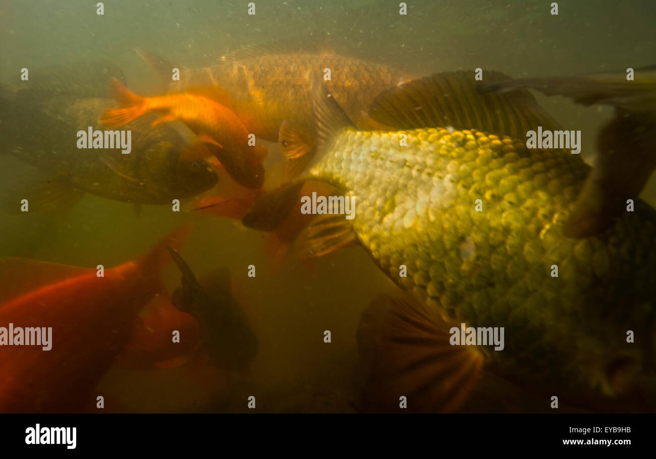 Prussian carp hi-res stock photography and images - Alamy