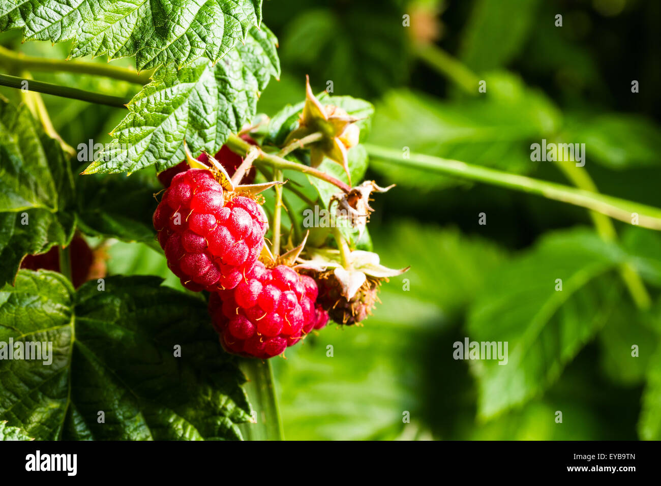 raspberry on green background Stock Photo - Alamy