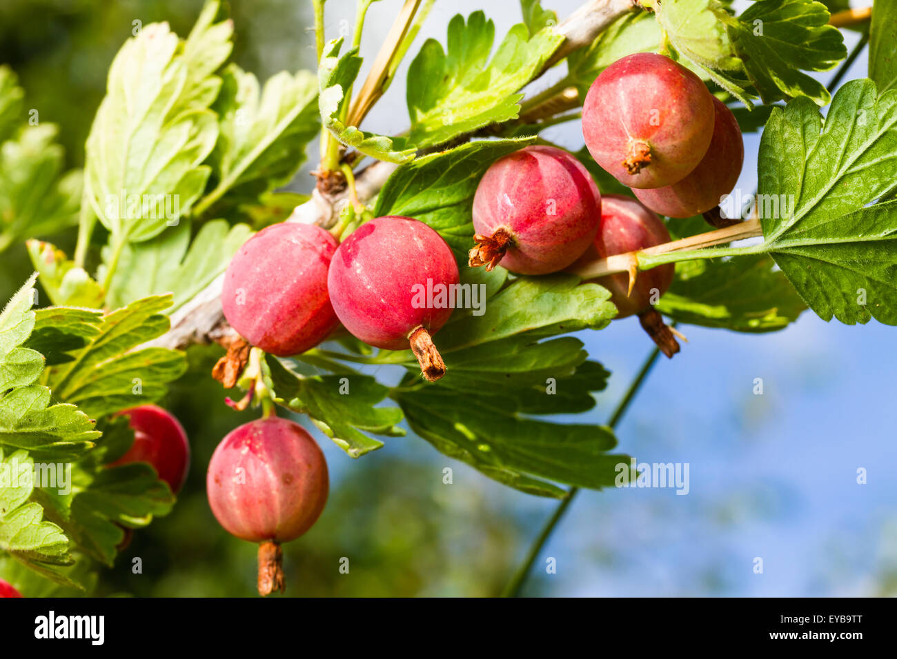 Gooseberry art hi-res stock photography and images - Alamy
