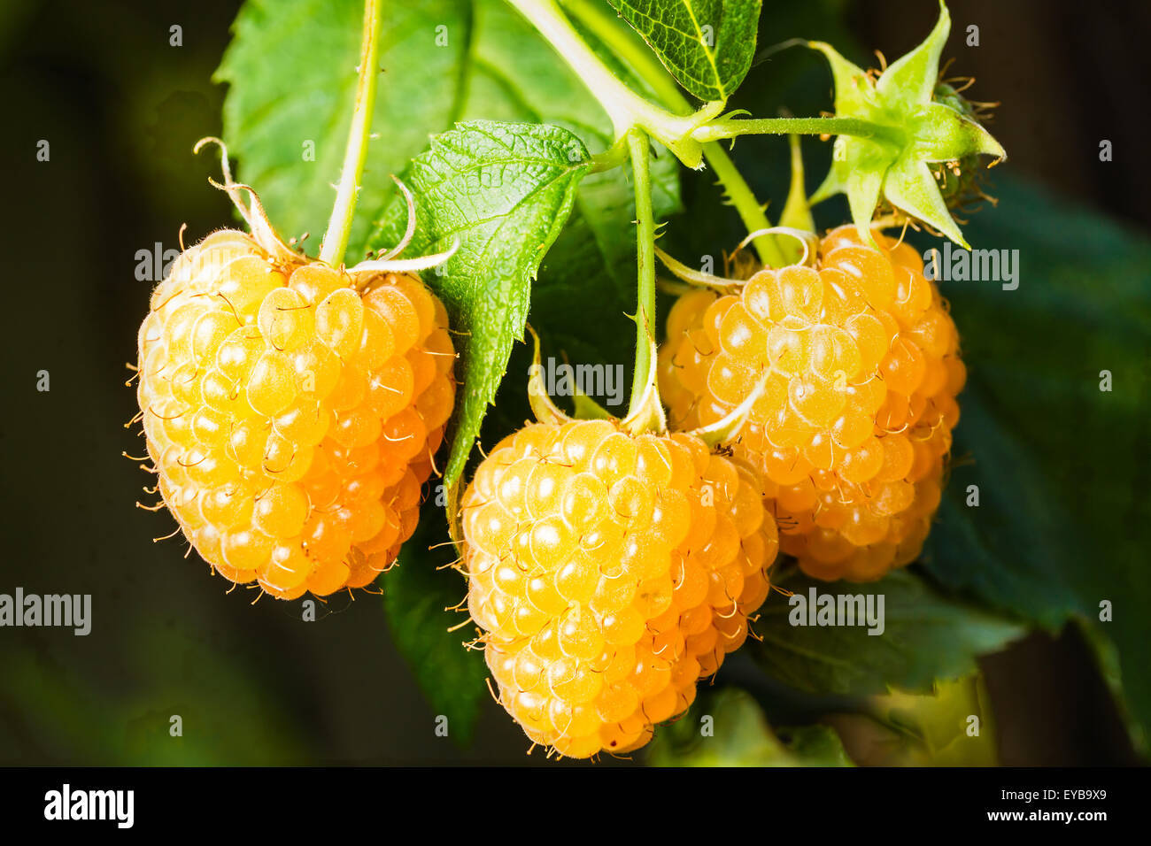 raspberry on green background Stock Photo - Alamy