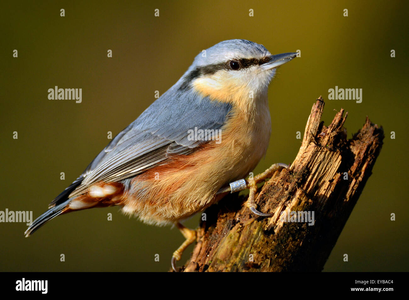 Nuthatch Bird (Sitta Europaea Stock Photo - Alamy