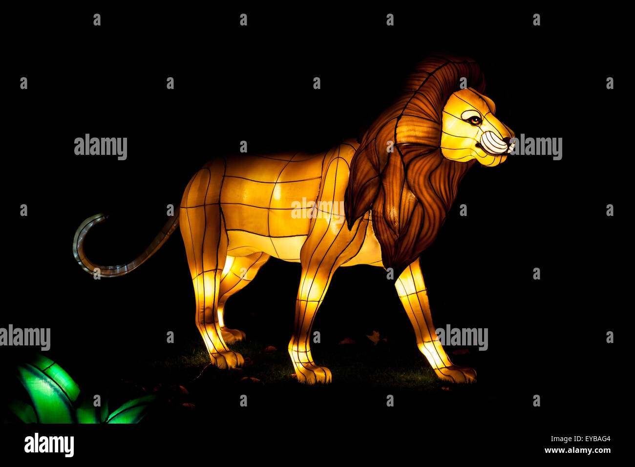 light festival there to see pictures of lion Stock Photo - Alamy
