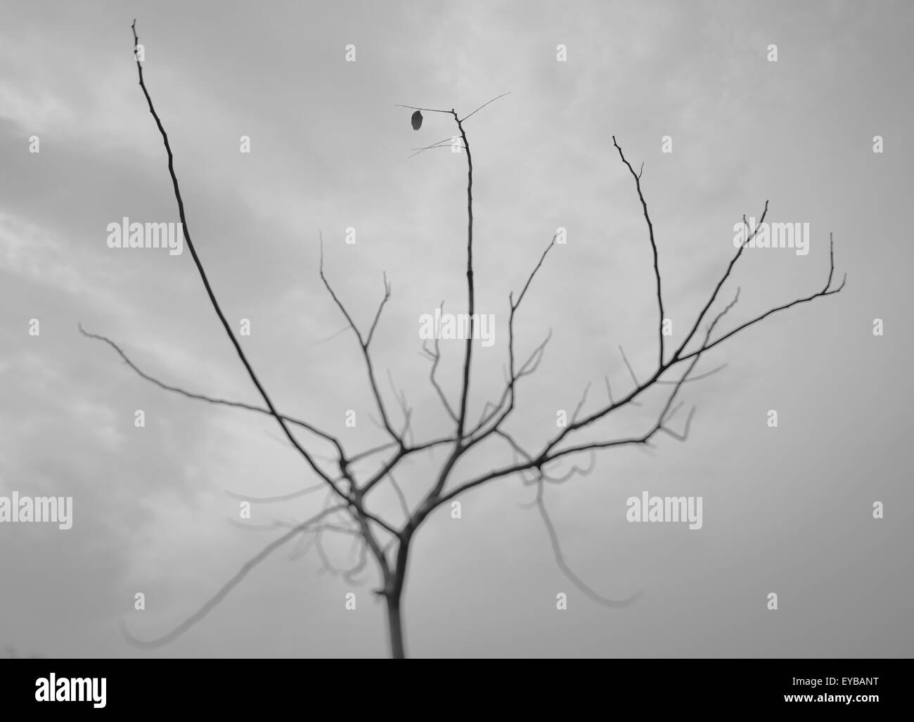 When The Last Leaf Falls