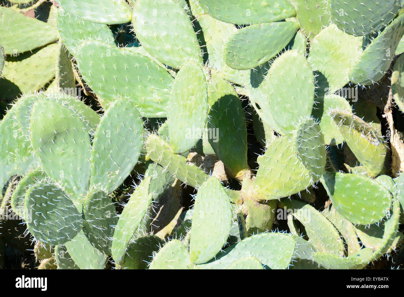 Arabic cactus hi-res stock photography and images - Alamy