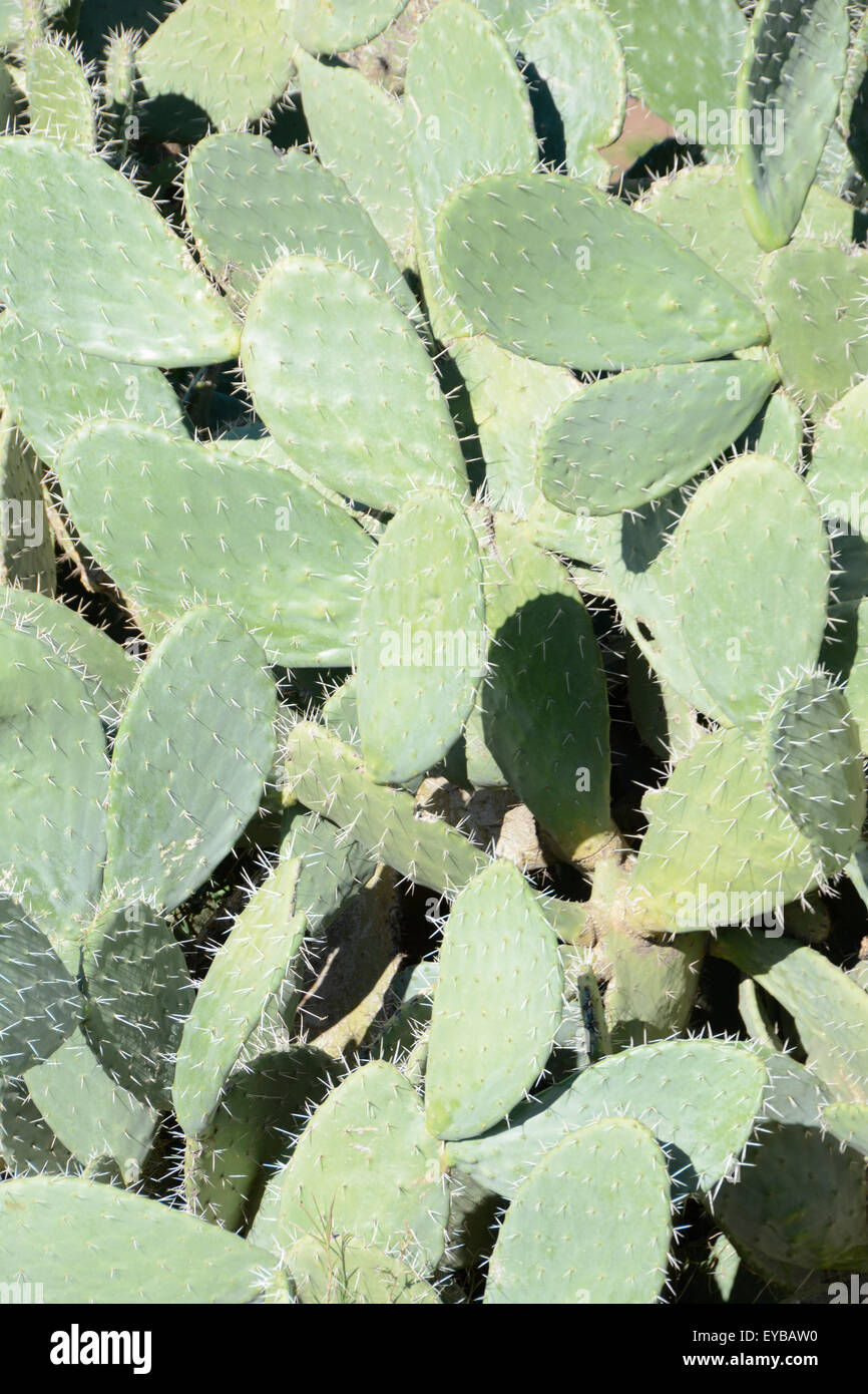 Arabic cactus hi-res stock photography and images - Alamy