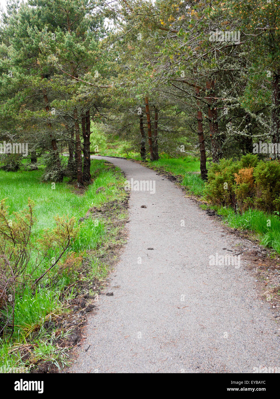 Trees and footpath hi-res stock photography and images - Alamy
