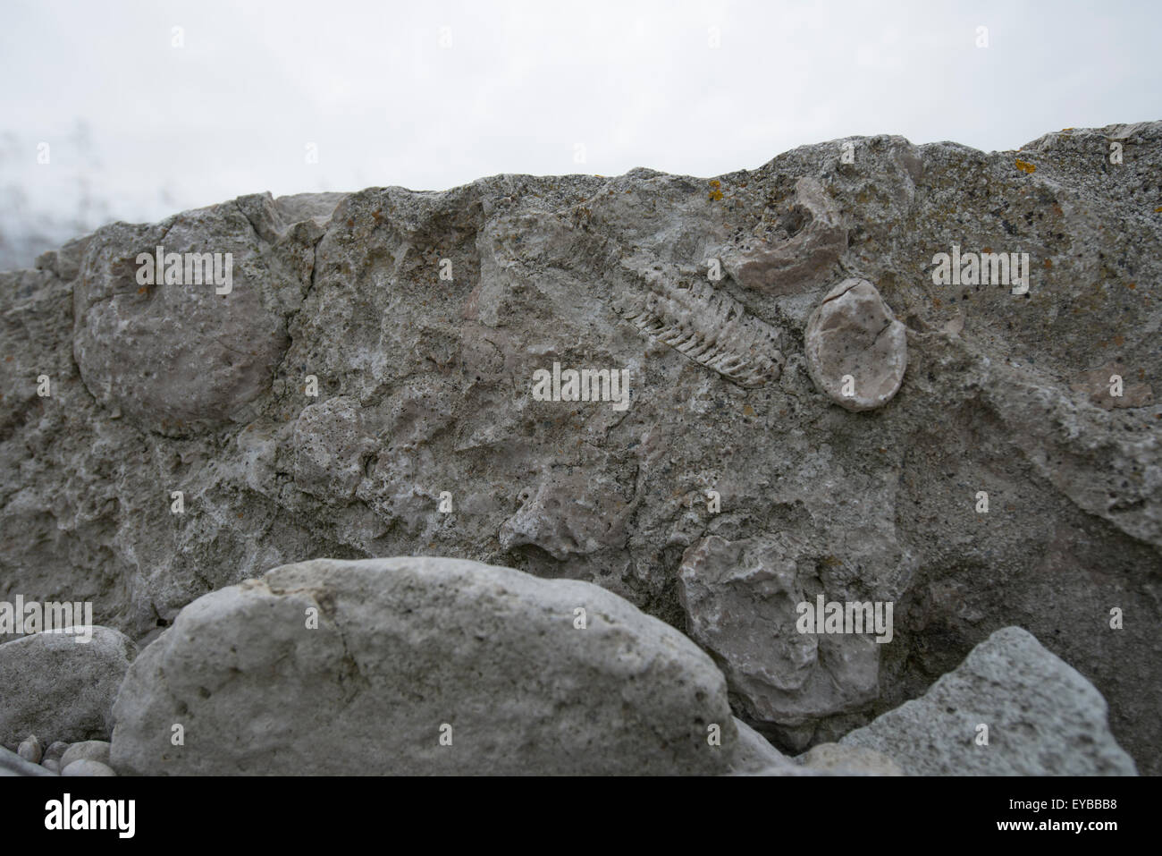 Fossil in limestone, Gotland Stock Photo - Alamy