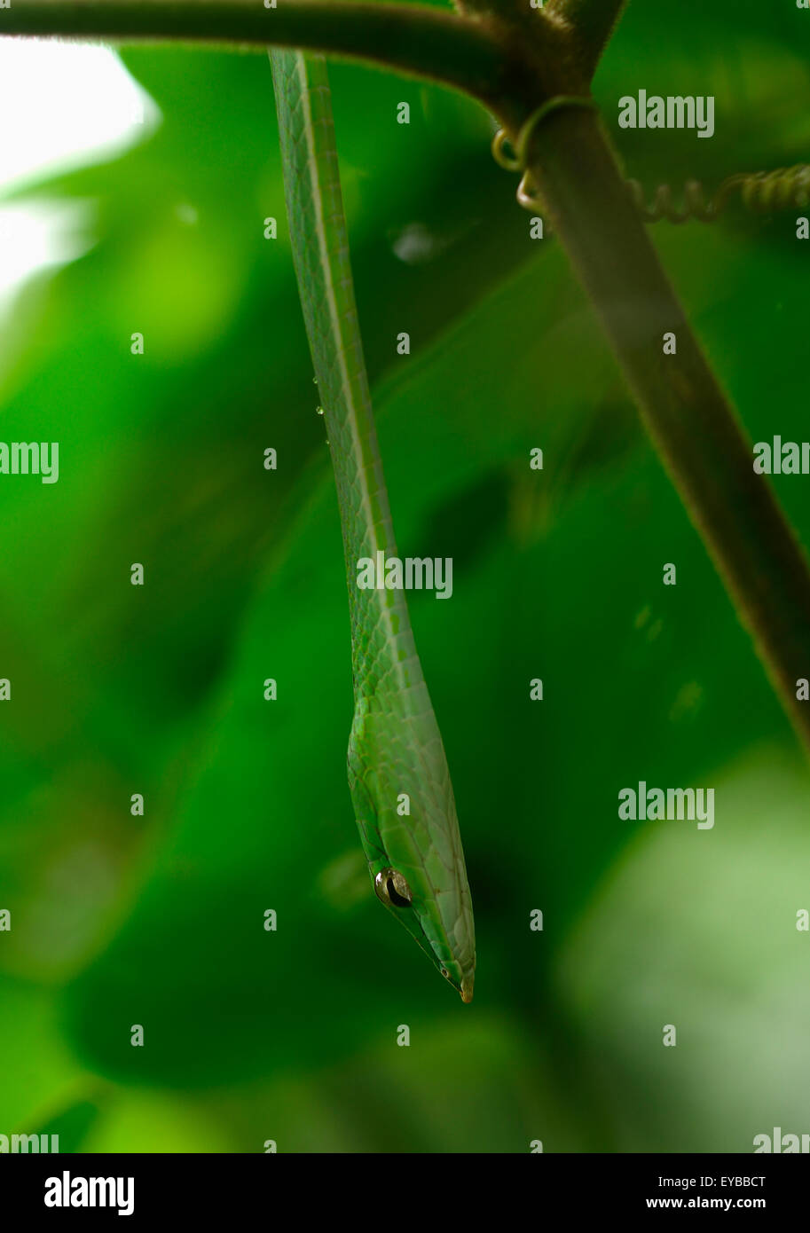 Green Vine Snake Stock Photo - Alamy