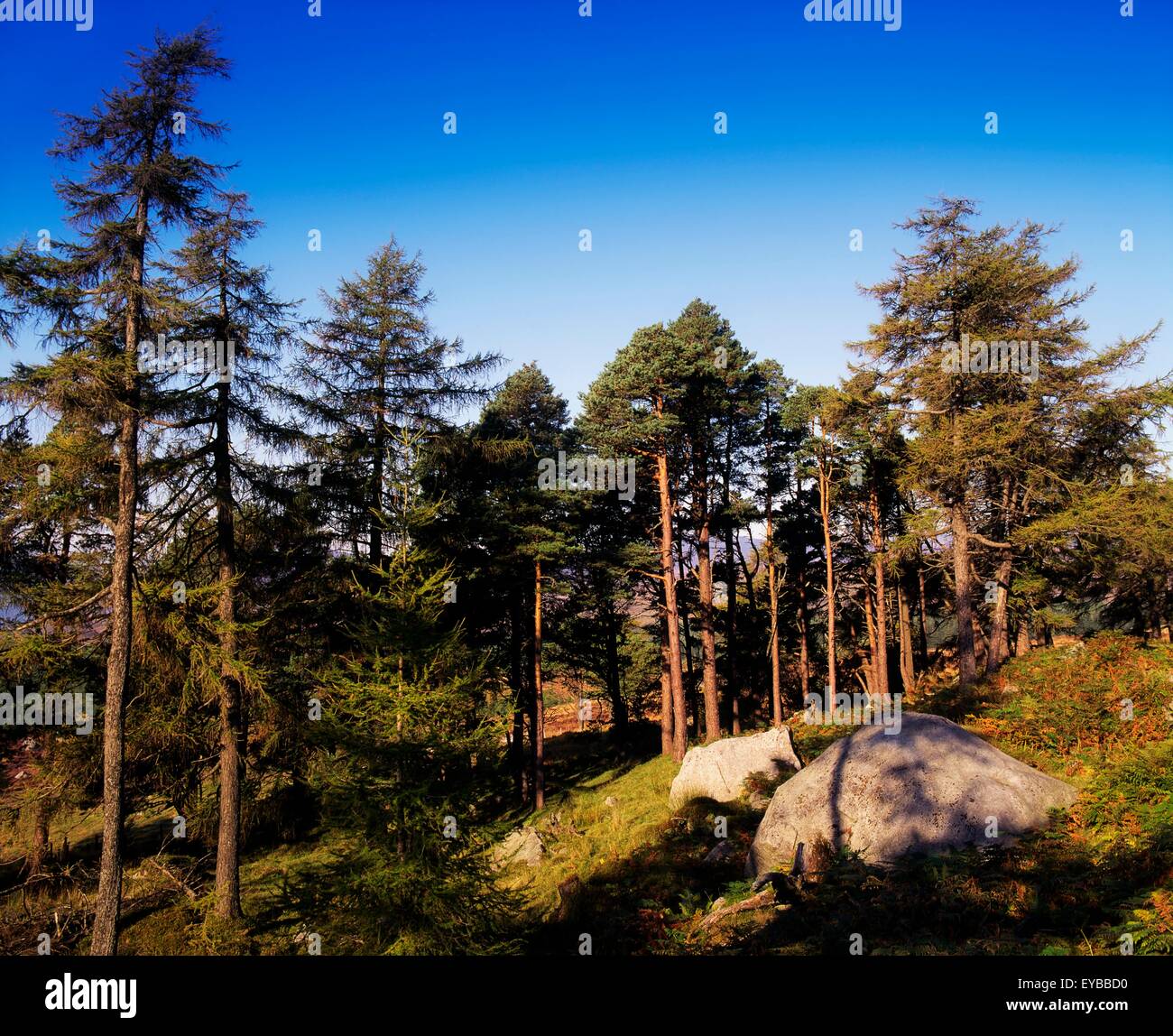 Co Wicklow, Ireland; Forest Near Sally Gap Stock Photo - Alamy