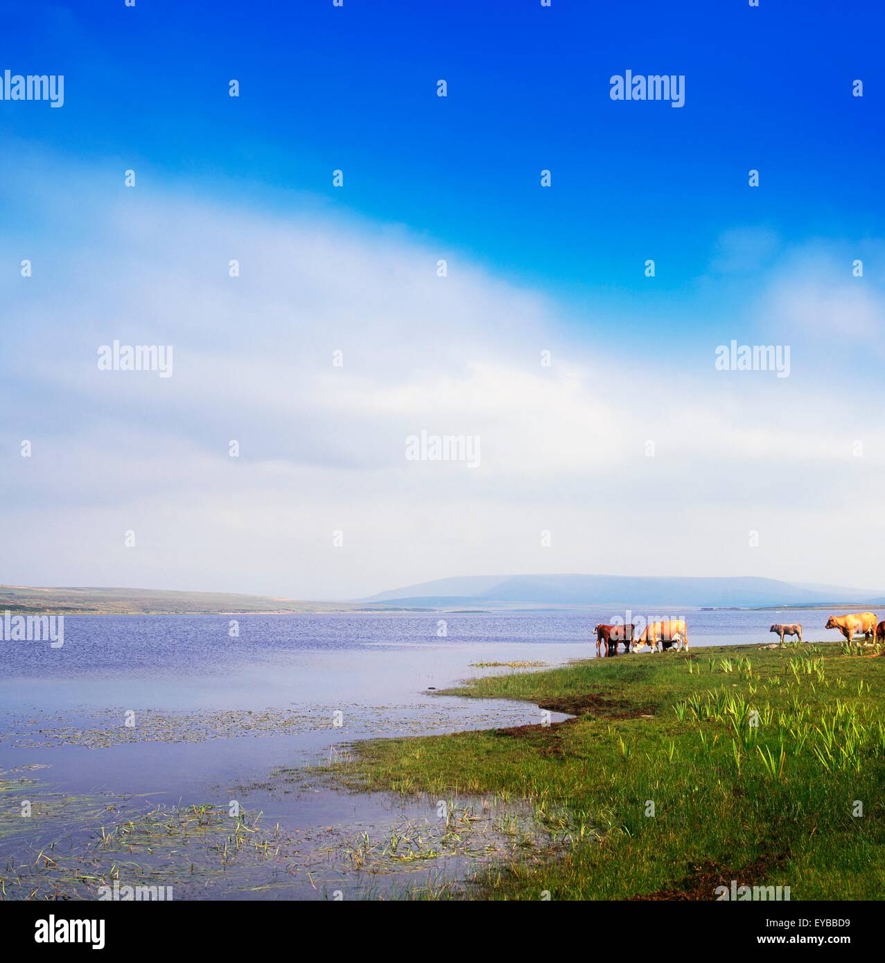 Carrowmore Lake, Co Mayo, Ireland; Cattle At The Edge Of A Lake Stock ...