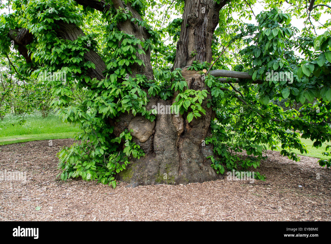 Ancient sweet chestnut tree hi-res stock photography and images - Alamy