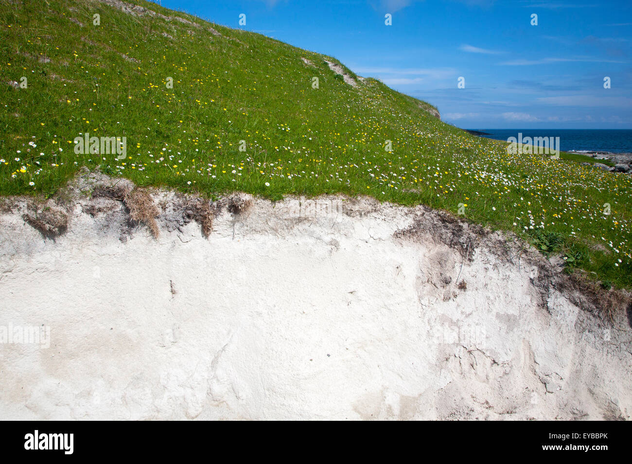 Sandy machair grassland cross section, South Bay, Vatersay island ...