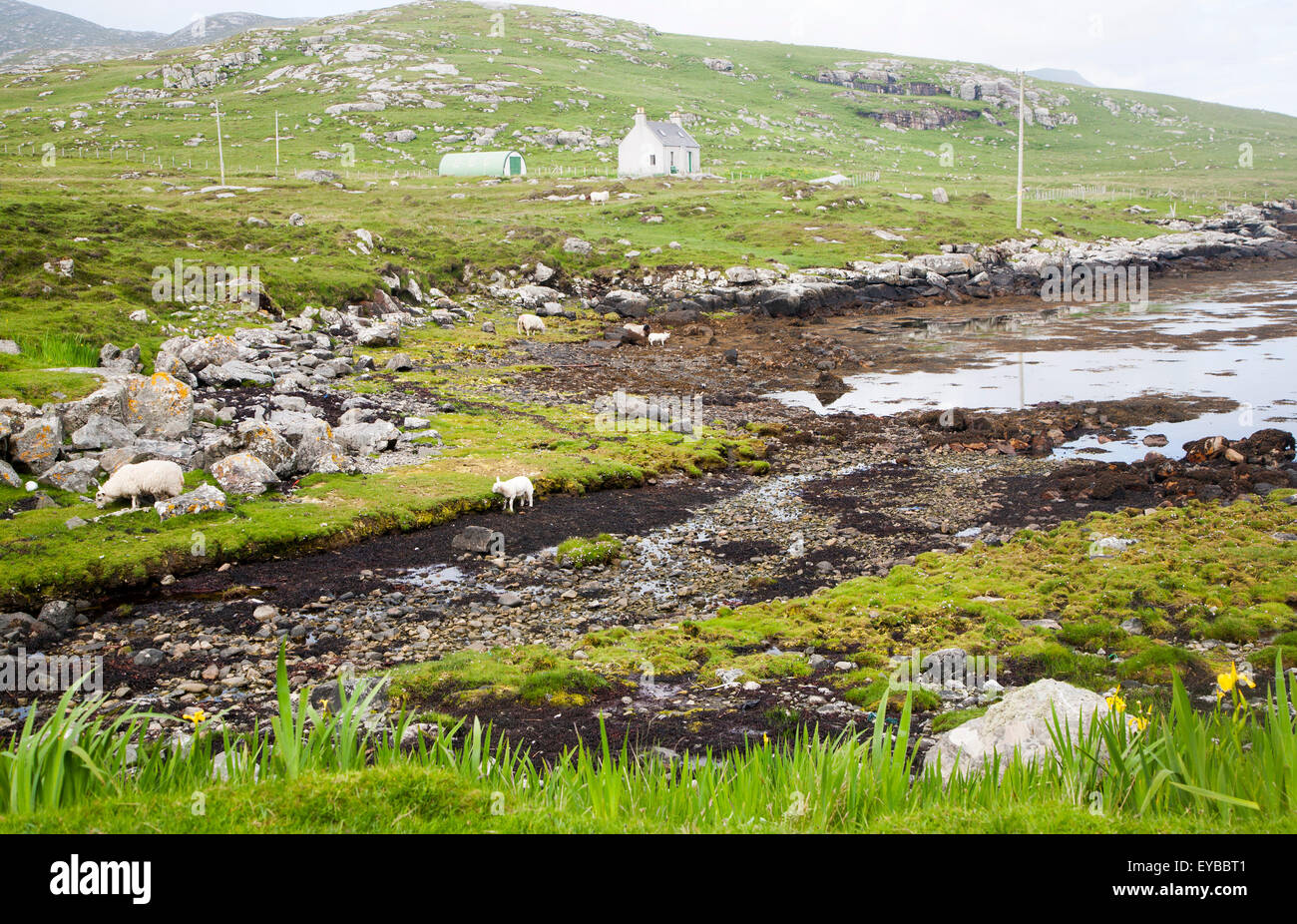 Croft house on Vatersay island, Barra, Outer Hebrides, Scotland, UK ...