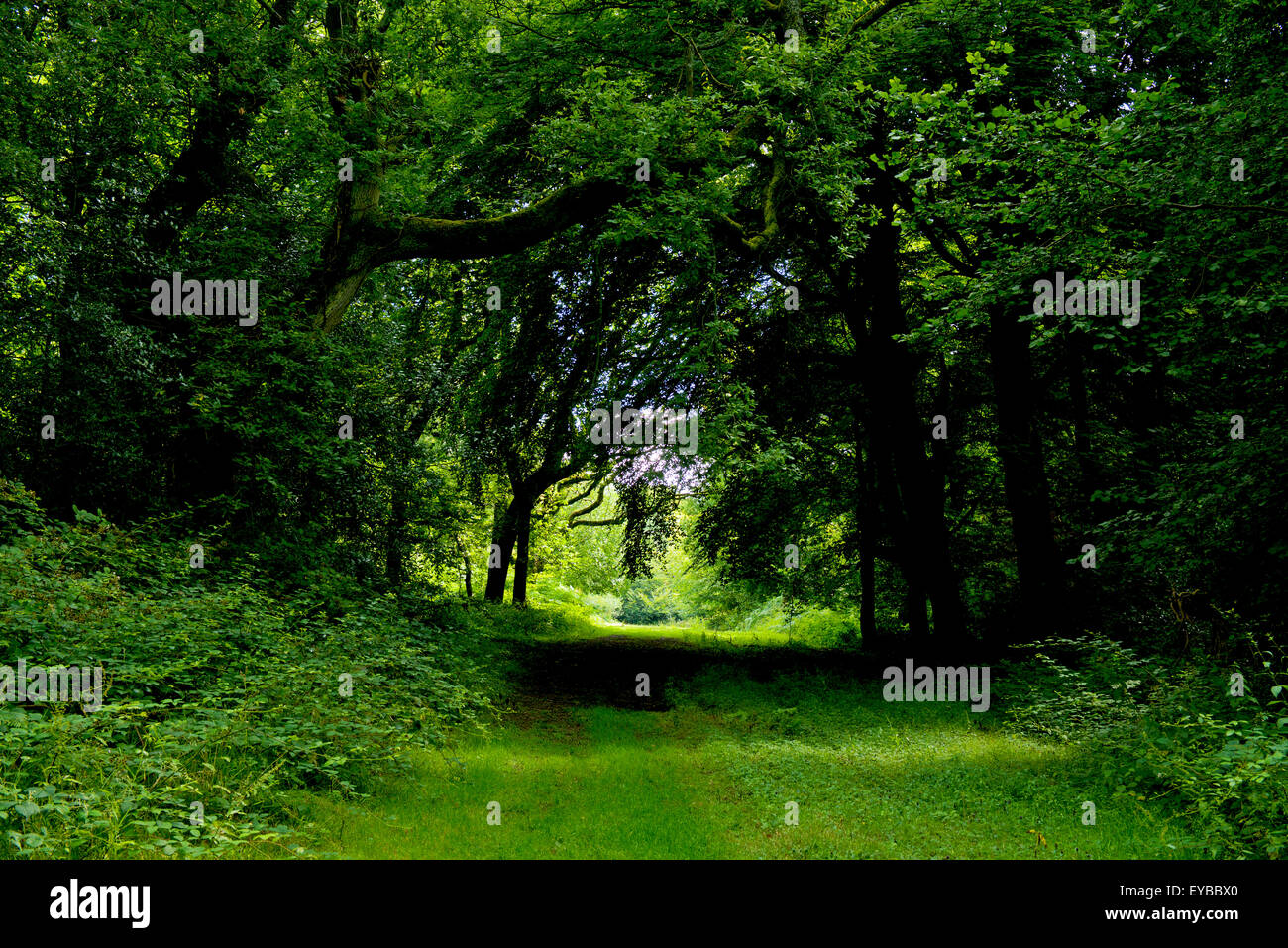 Woodland on Selborne Common, Selborne, Hampshire, England UK Stock ...