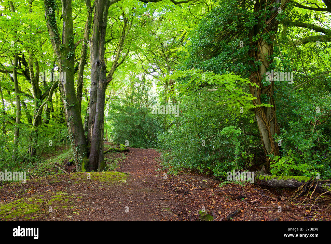Woodland on Selborne Common, Selborne, Hampshire, England UK Stock ...