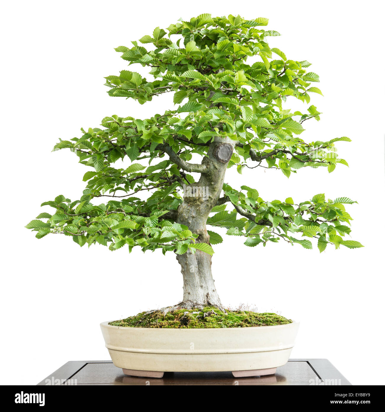 Old common hornbeam (Carpinus betulus) as bonsai tree Stock Photo - Alamy