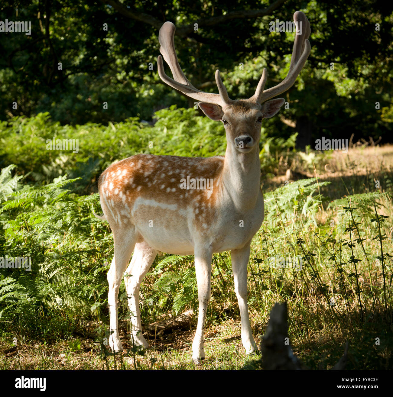 Fallow deer stag in Richmond Park, West London Stock Photo - Alamy