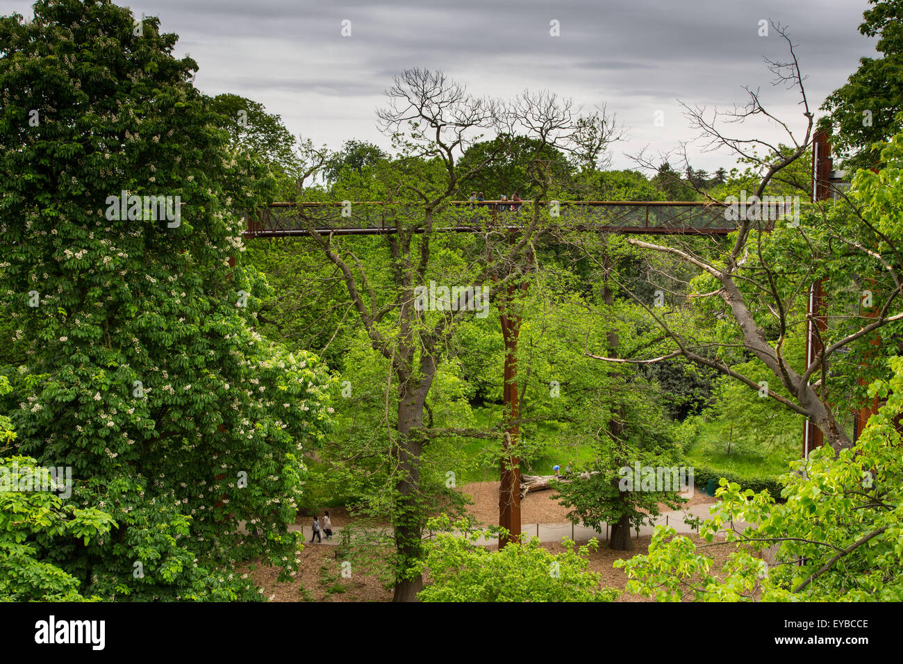 Kew Gardens London treetop walkway Stock Photo - Alamy