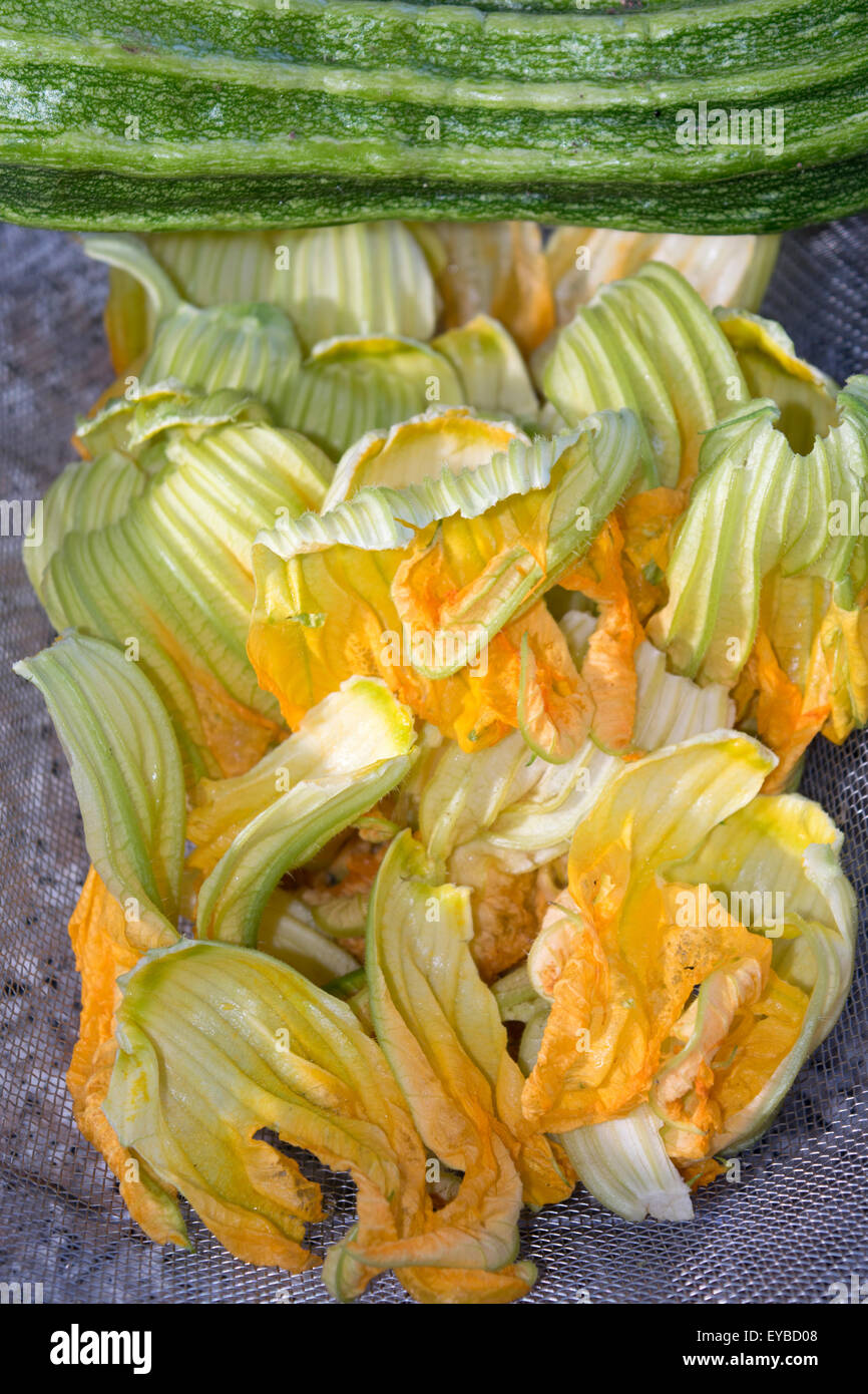 fresh and raw zucchini flowers just picked in the vegetable garden ...
