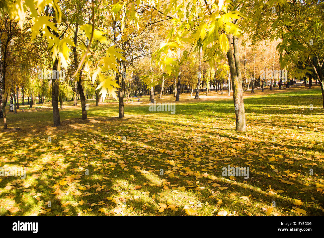 trees in autumn Stock Photo - Alamy