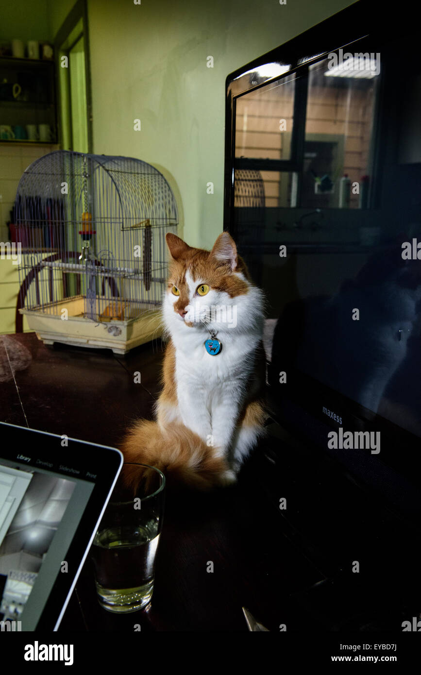 The guilty cat Stock Photo - Alamy