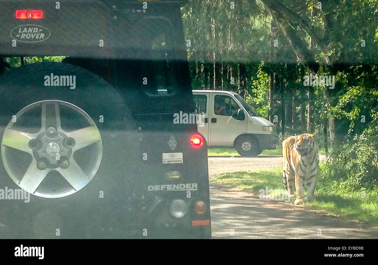 Knuthenborg, Denmark. 21st July, 2015. A Siberian tiger in the ...