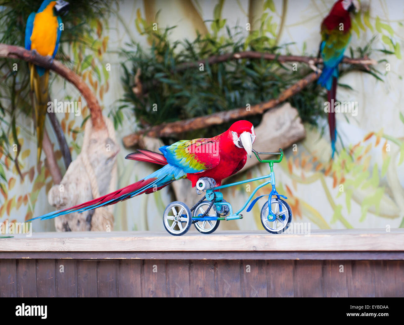 Parrot shows how he can ride a bike Stock Photo - Alamy