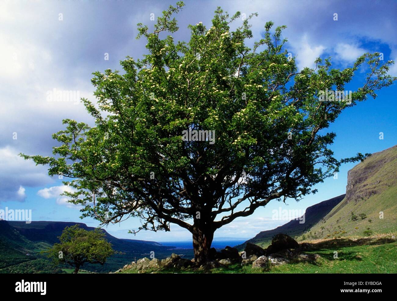 Ballintoy, Co Antrim, Ireland; Hawthorn Tree Stock Photo - Alamy