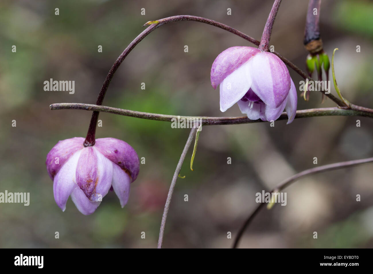 Anemonopsis macrophylla hi-res stock photography and images - Alamy