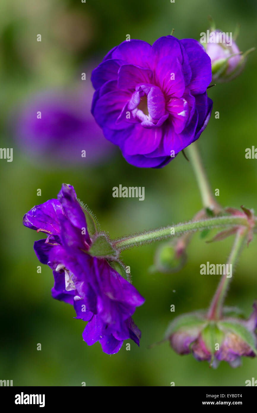 Double flowered form of the hardy meadow cranesbill, Geranium pratense ...