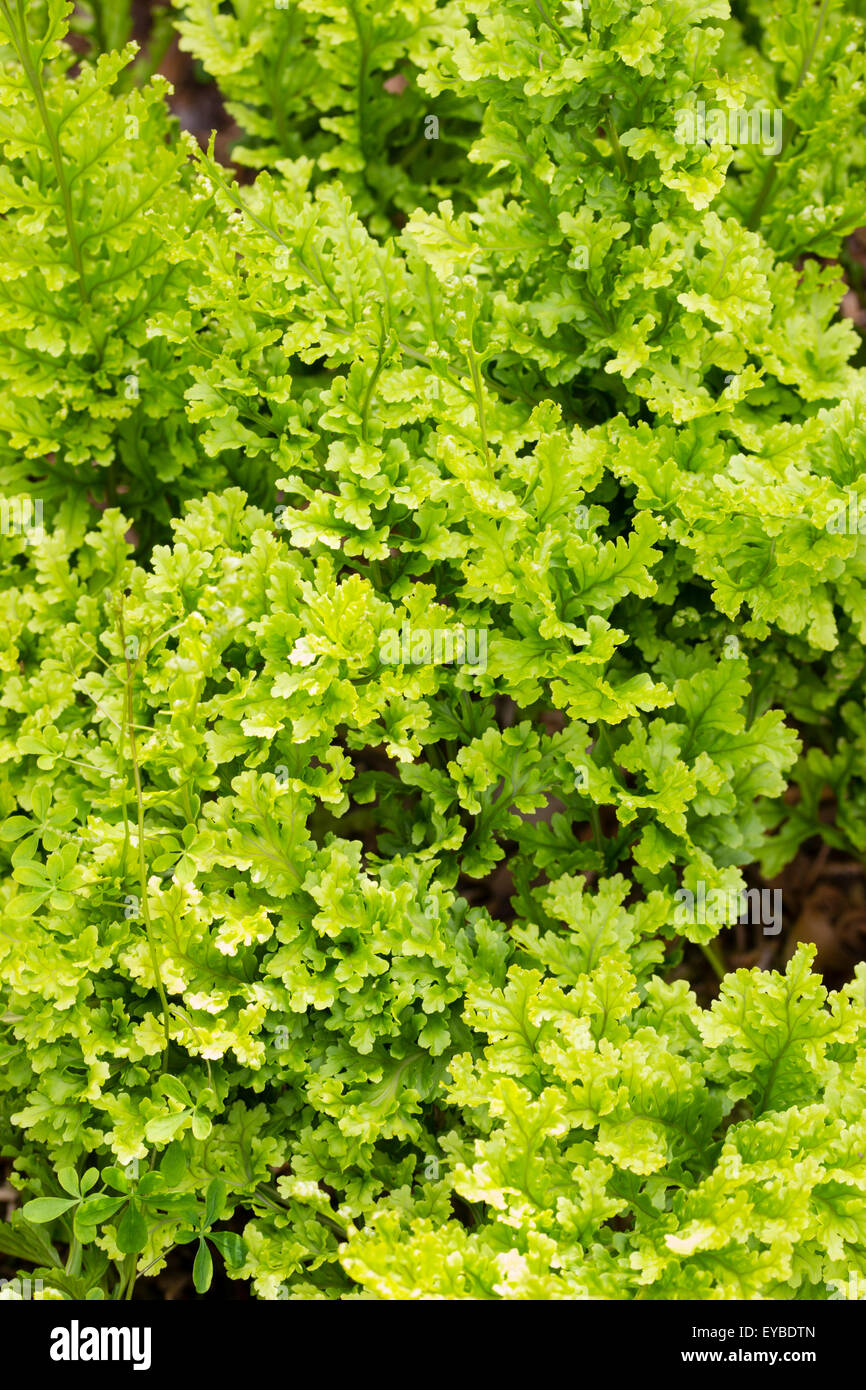 Intricately cut fronds of foliose variety of the UK native fern ...