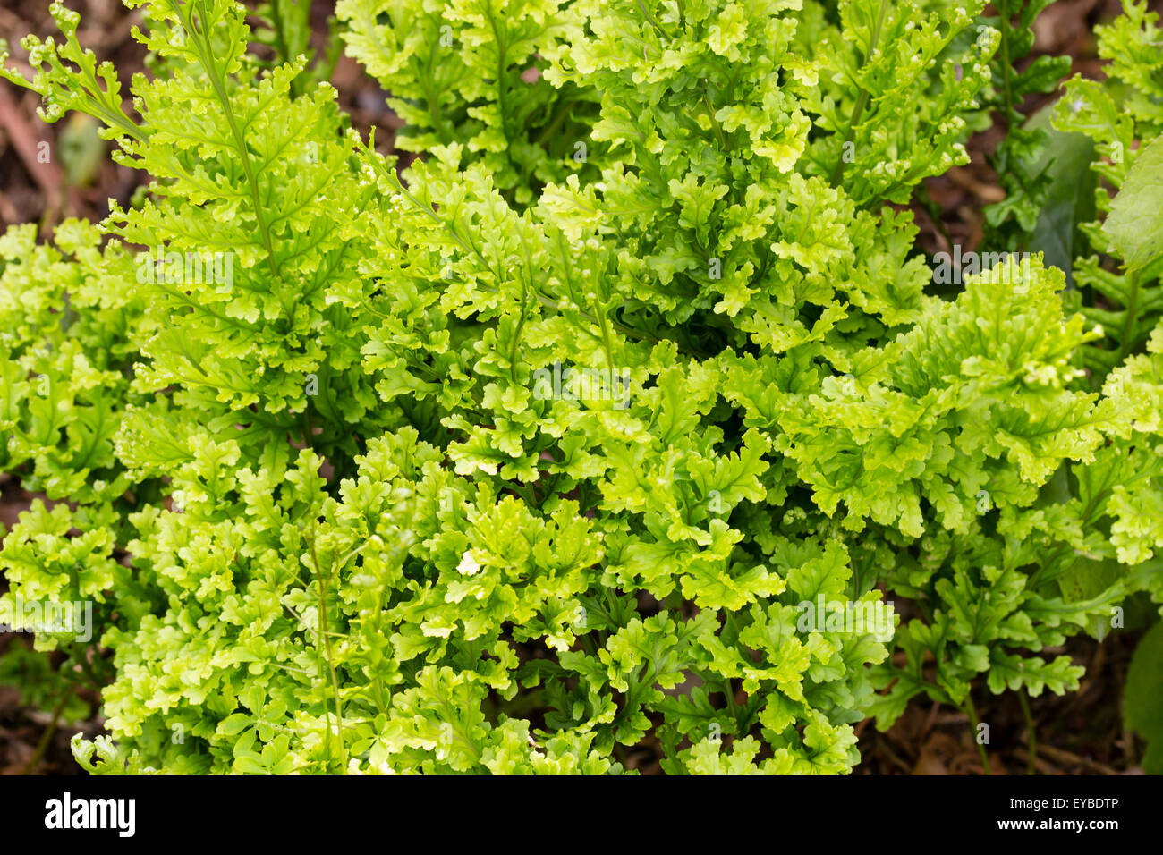 Native fern hi-res stock photography and images - Alamy