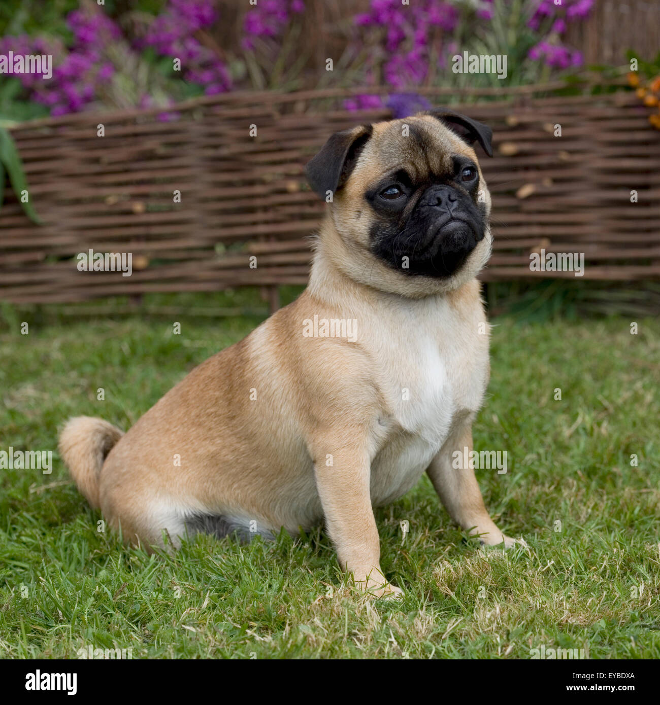 puggle Stock Photo: 85689586 - Alamy