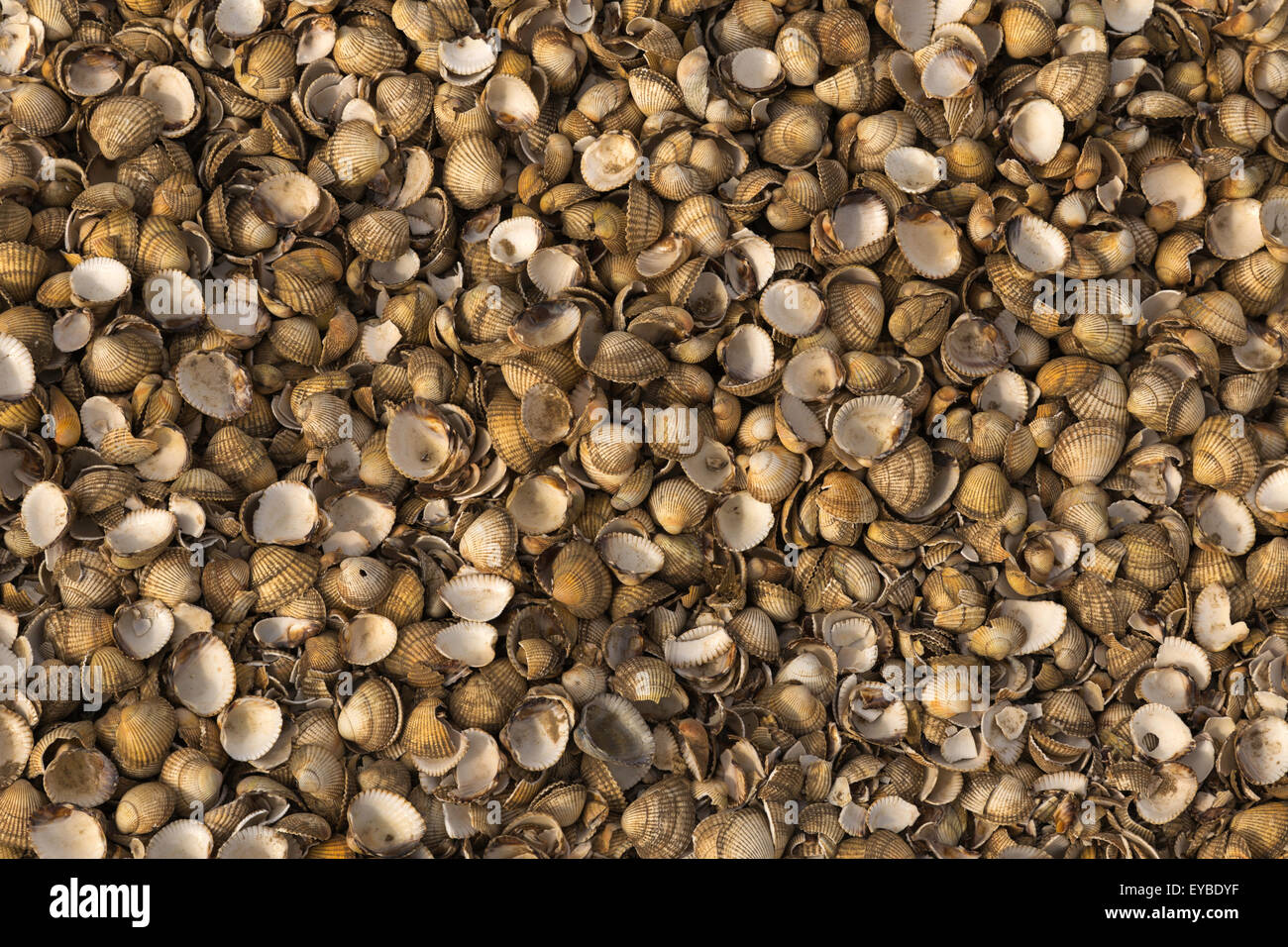 Empty Cockle Shells at Old Leigh Stock Photo - Alamy