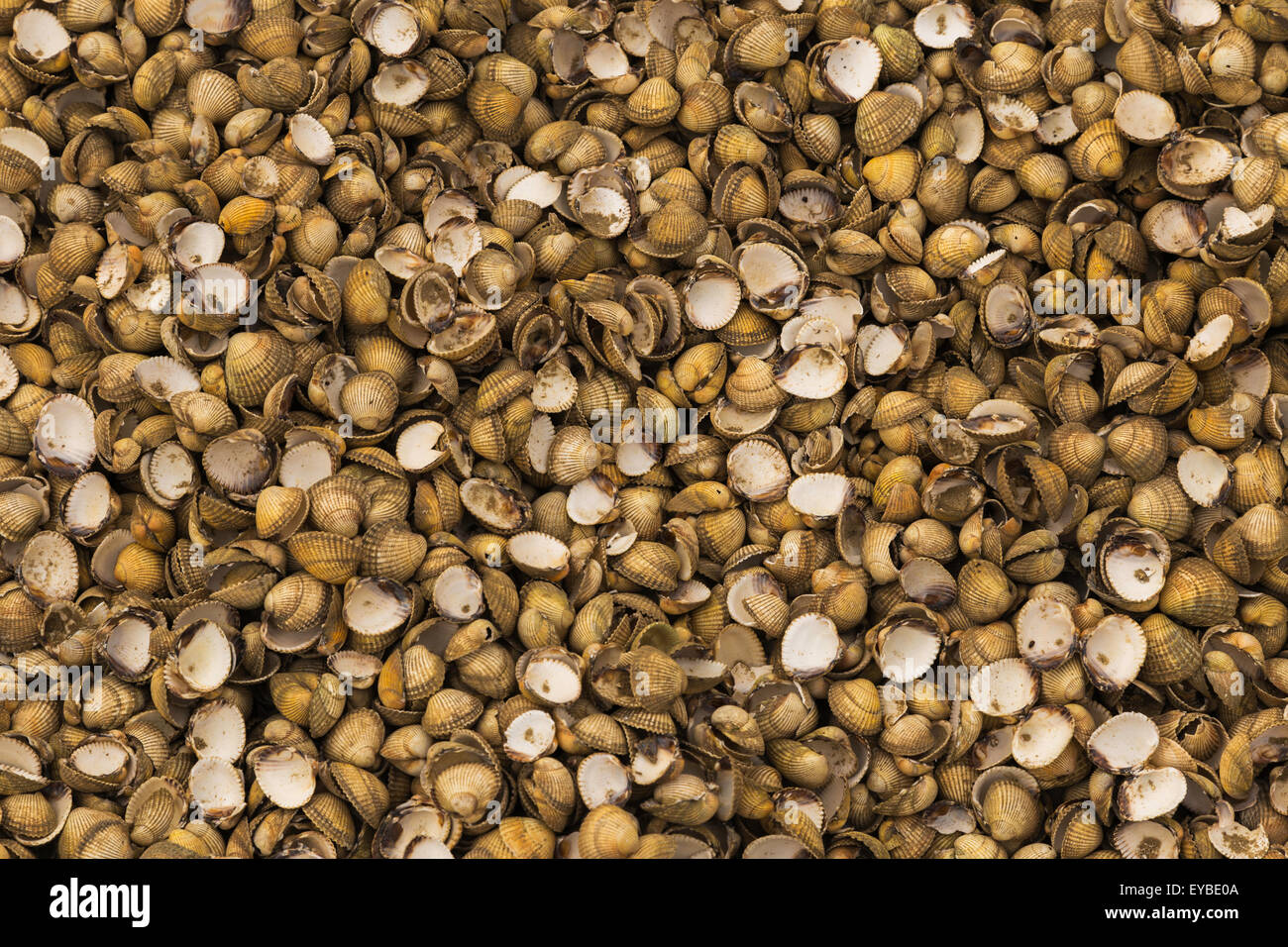 Empty Cockle Shells at Old Leigh Stock Photo - Alamy